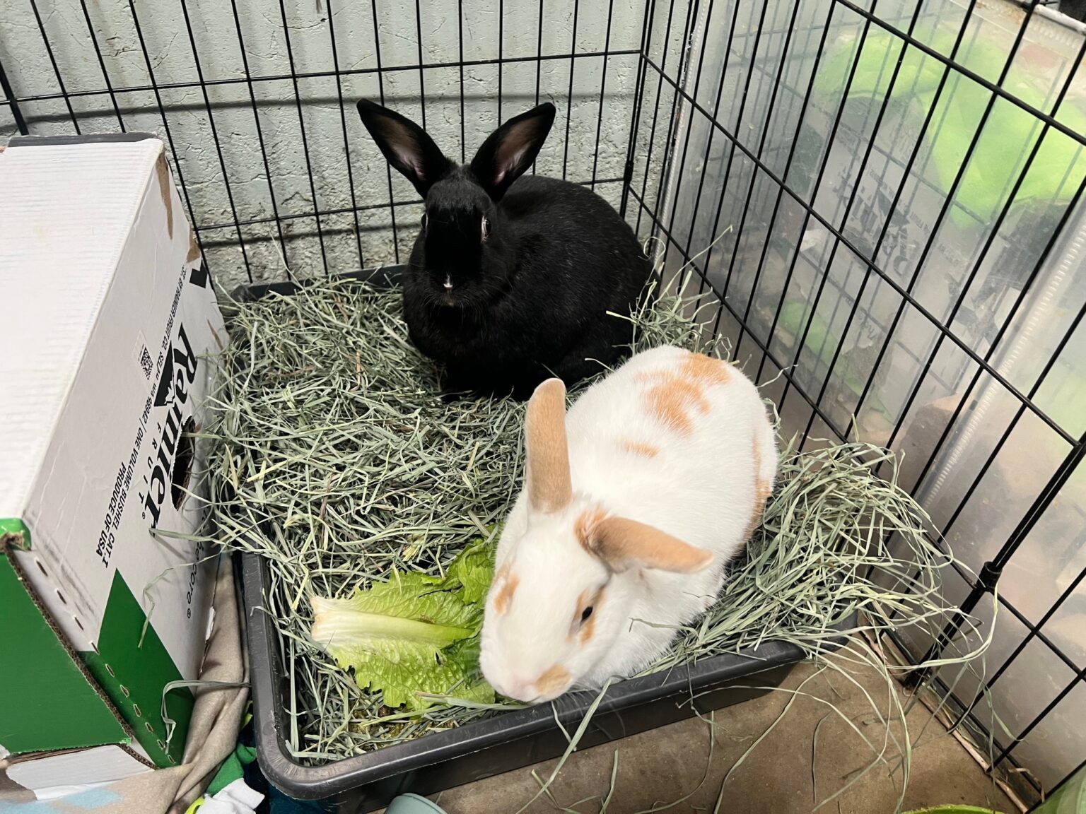 Adoptions Page – Bunnies Matter